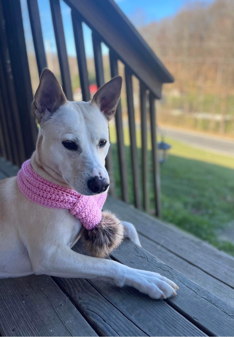 Maisy's Holiday Dog Scarf - Crochet Pattern Review - Cre8tion Crochet